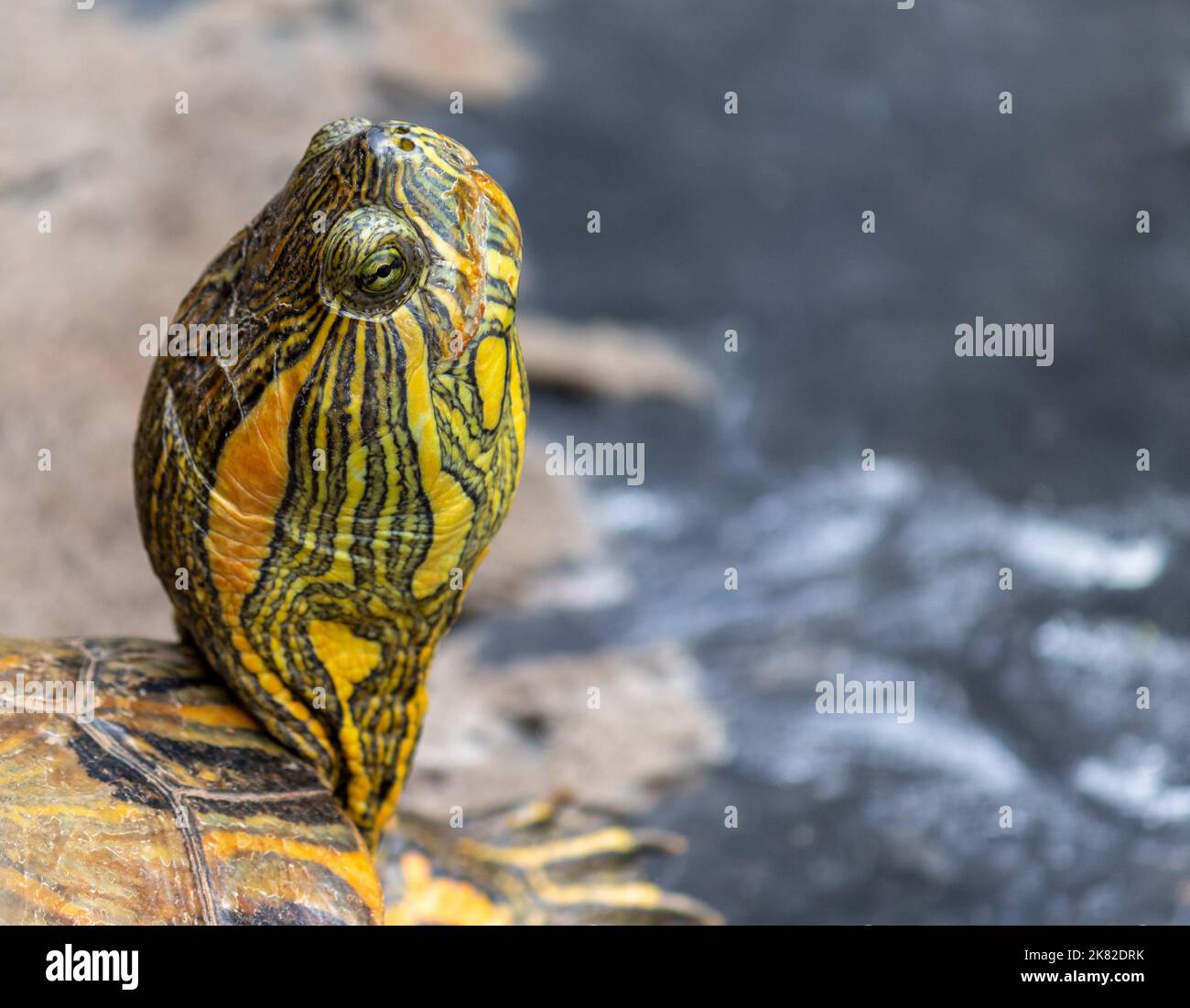 Brazil turtle hi-res stock photography and images - Alamy