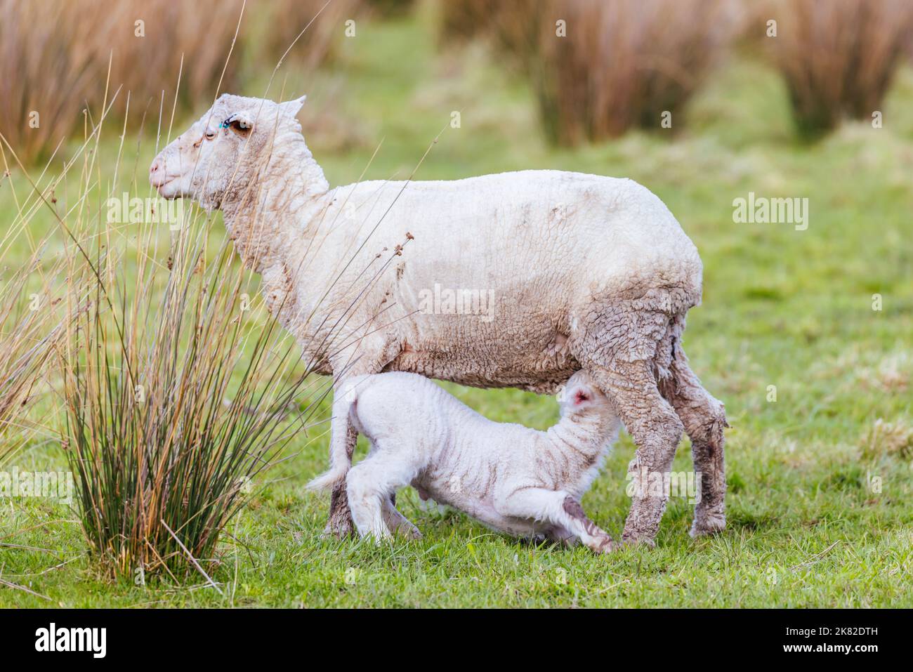 Field of Sheep in Tasmania Australia Stock Photo - Alamy