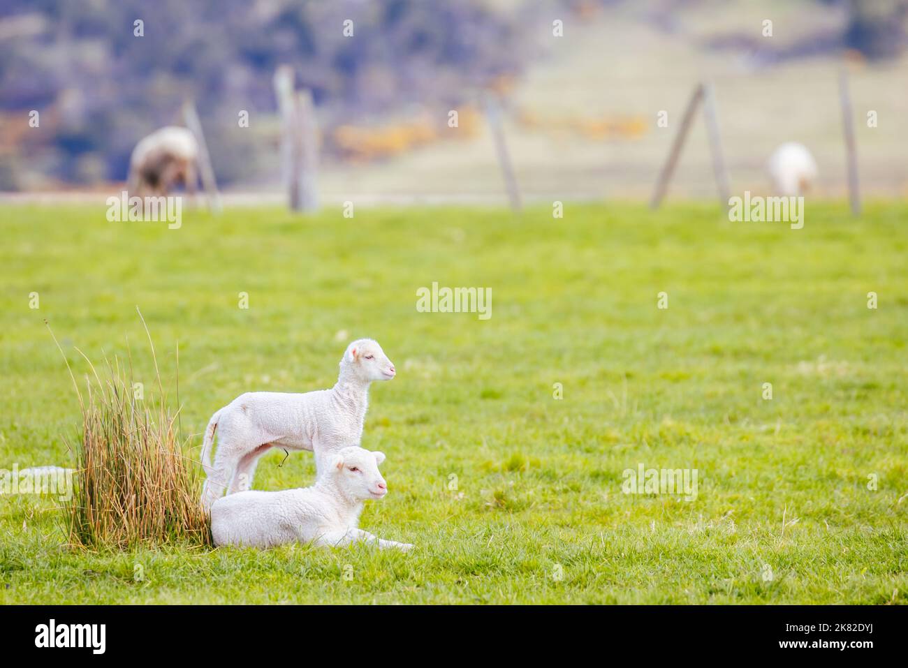 Field of Sheep in Tasmania Australia Stock Photo - Alamy