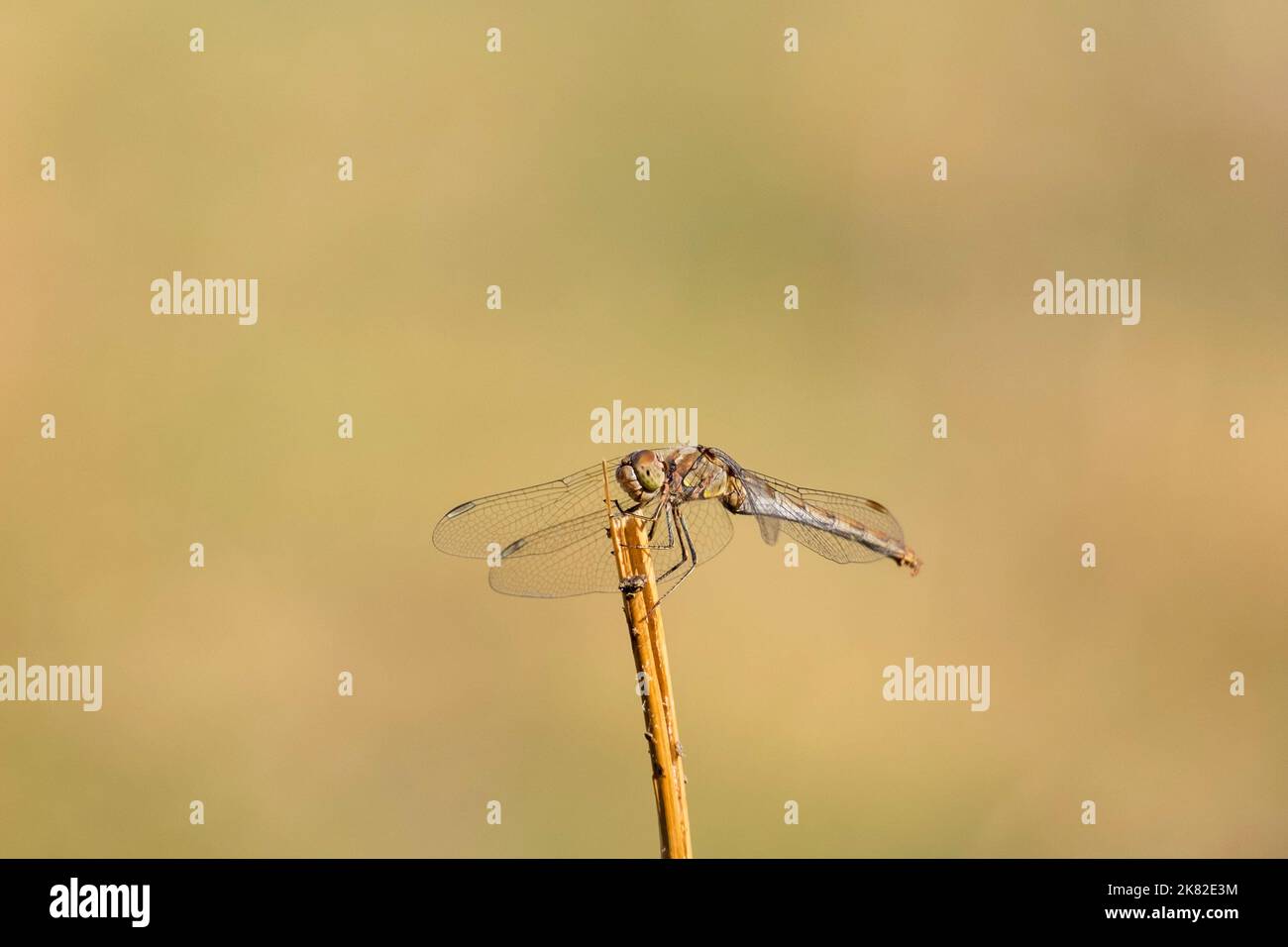 Red-veined darter Sympetrum fonscolombii Libellulidae. Yellow and Green ...