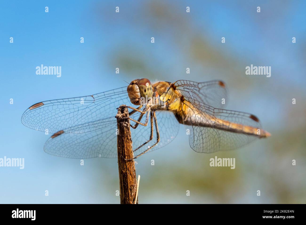 Red-veined darter Sympetrum fonscolombii Libellulidae. Yellow and Green ...