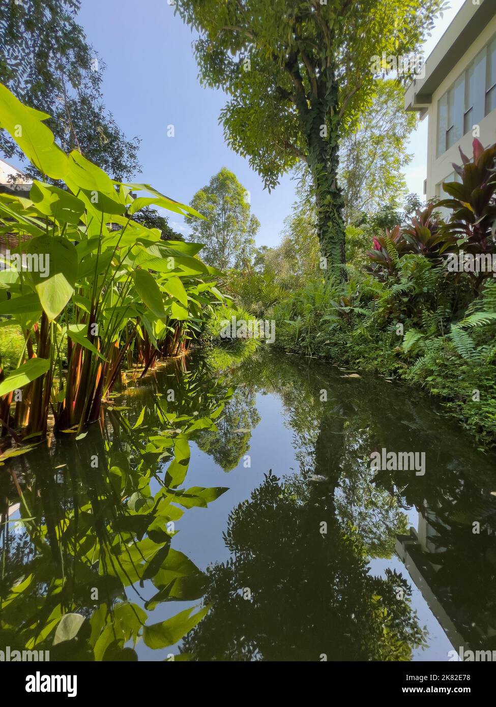 Vertical landscape of a reflection of a still pond surrounded by greenery plants Stock Photo - Alamy