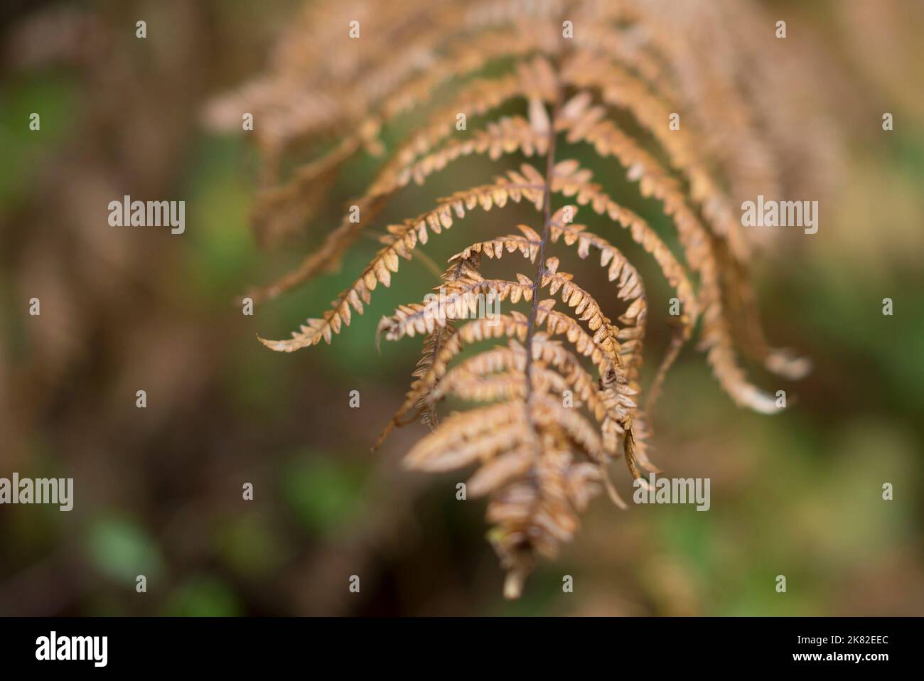 Bracken fern pteridium aquilinum hi-res stock photography and images ...