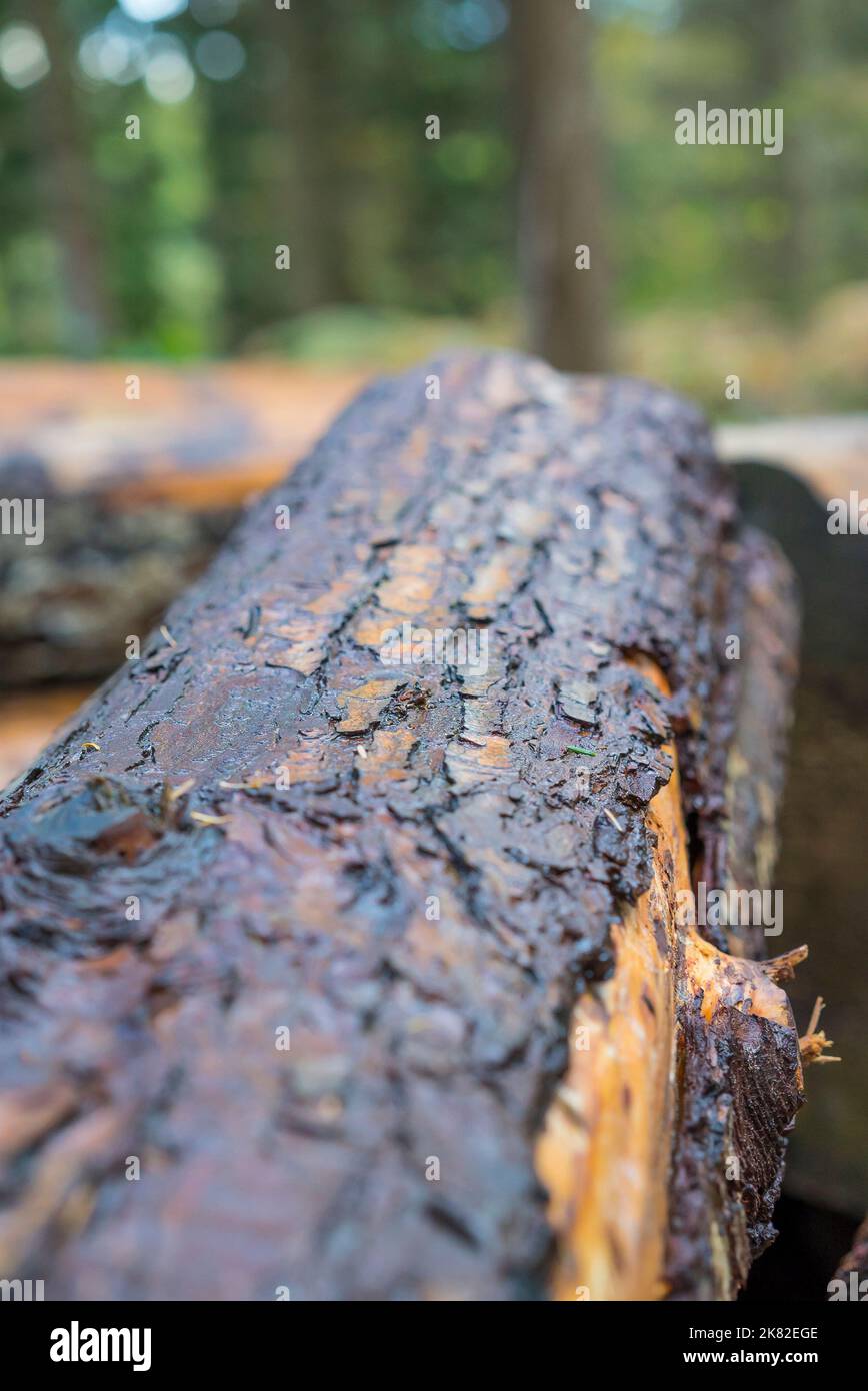 UK logging industry: close up of wet logs, cut and stacked outdoors in ...