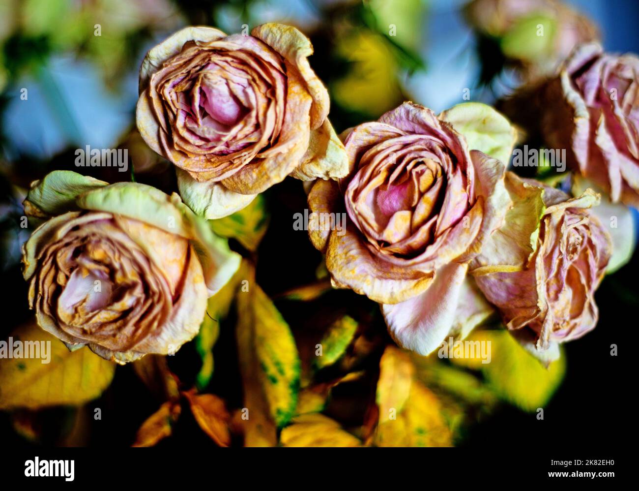 Dead Pink Roses Stock Photo - Alamy