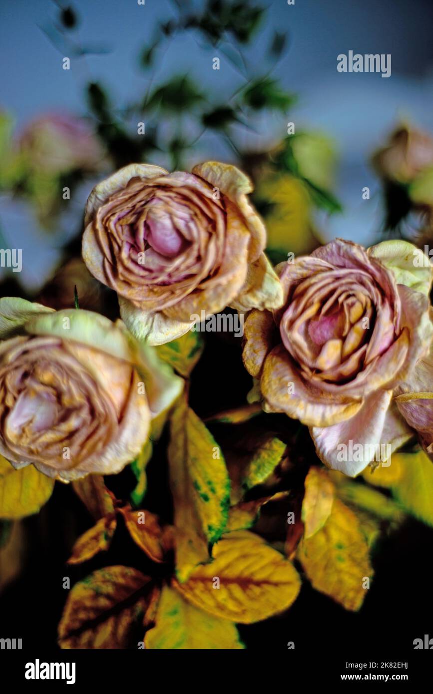 Dead Pink Roses Stock Photo - Alamy