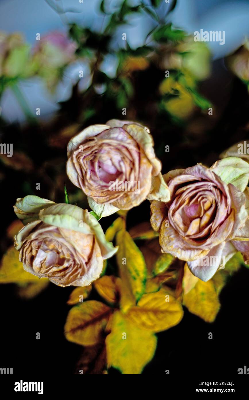 Dead Pink Roses Stock Photo - Alamy