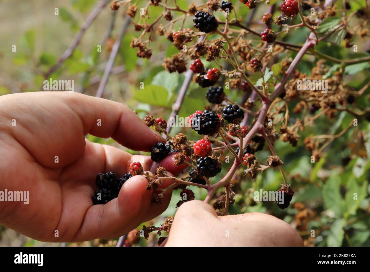 Wild blackberries ready to pick Stock Photo - Alamy