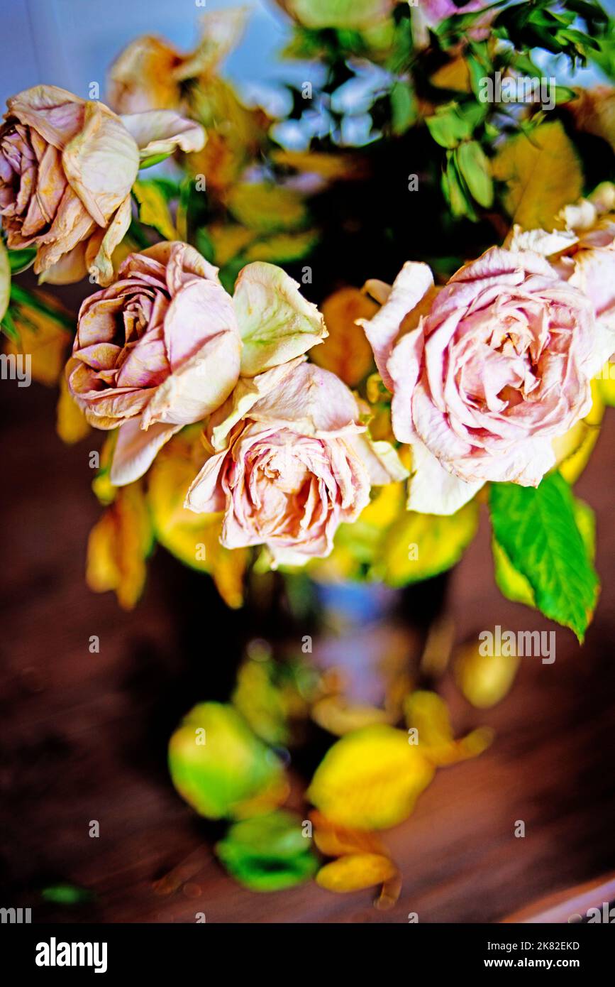 Dead Pink Roses Stock Photo - Alamy