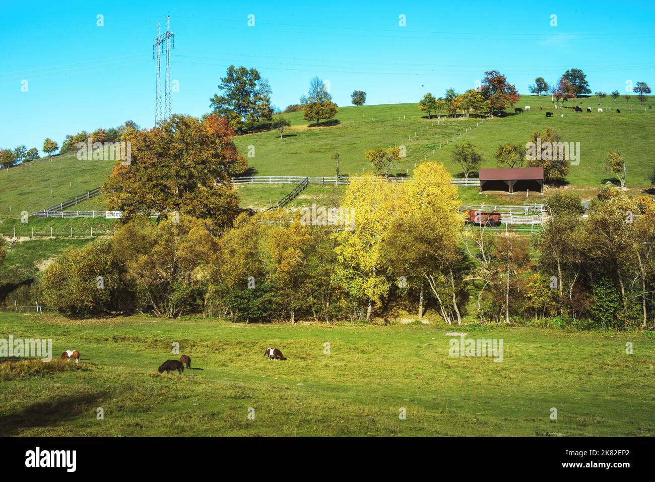 Green pasture on a ranch.Sunny day in autumn.Livestock grazing on a ...