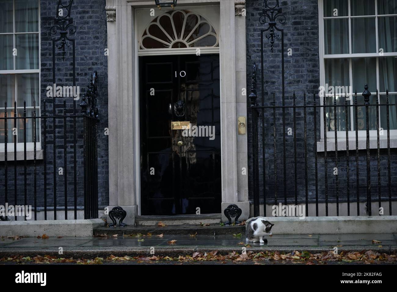 Larry the cat, in Downing Street after Liz Truss made a statement ...