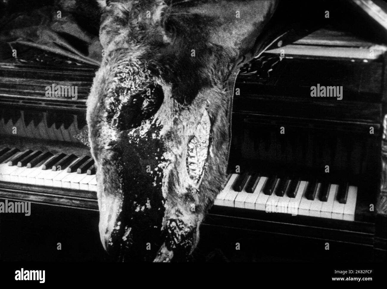 Dead Donkey On Piano Film: An Andalusian Dog; Un Chien Andalou ...