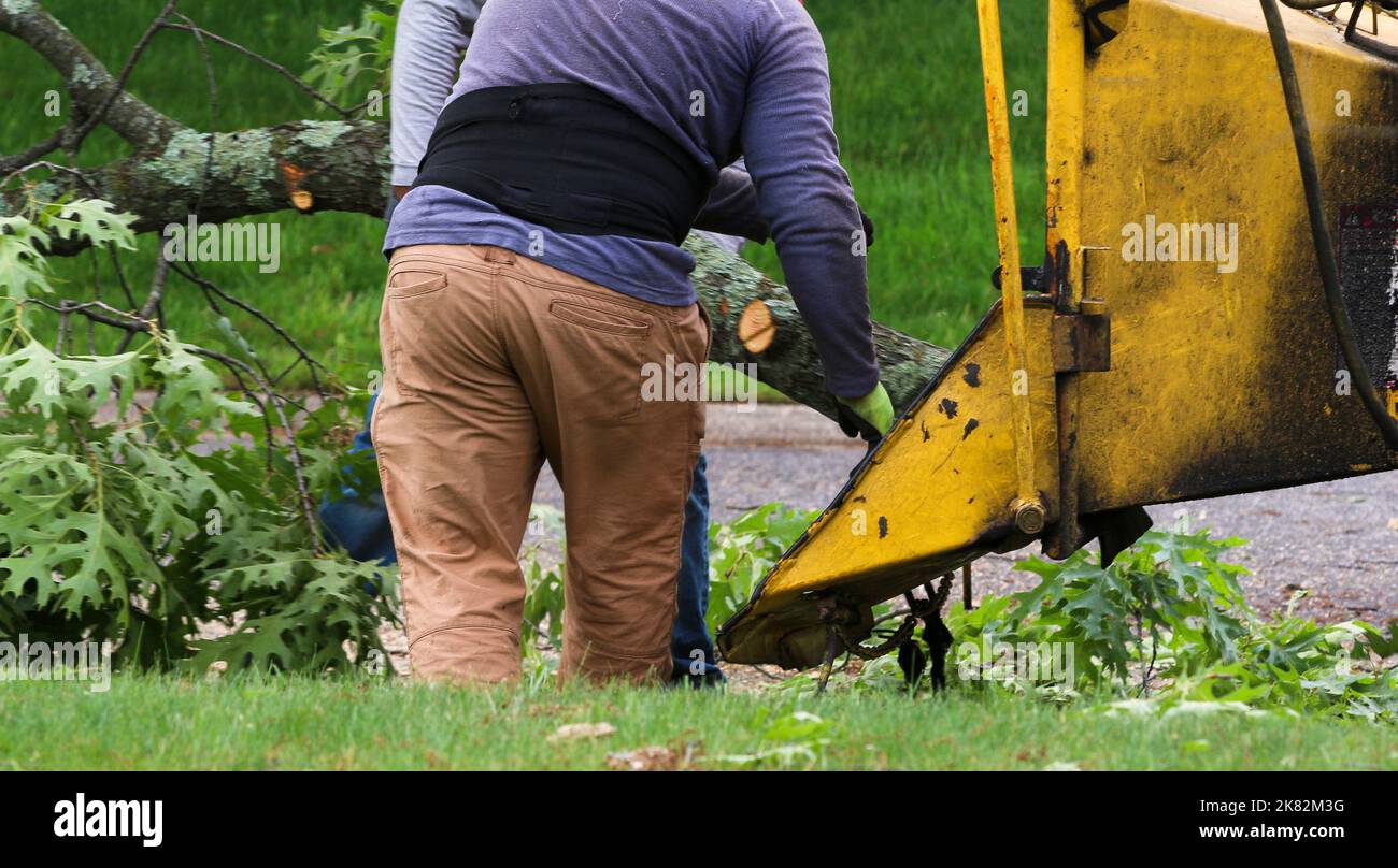 A construction worker placing fallen tree branches in a wood chipper ...