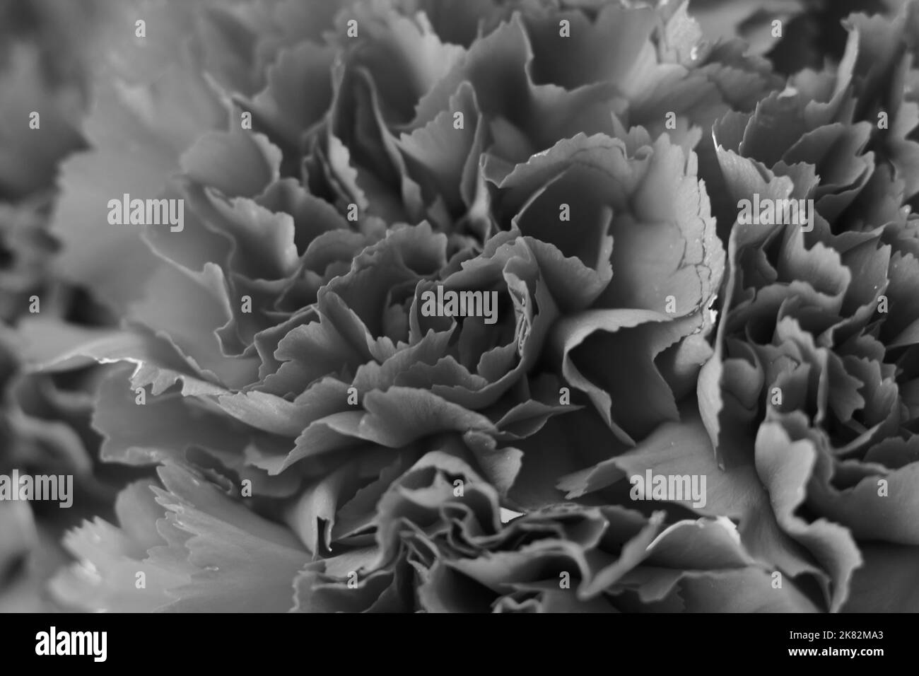 Carnation of the air Black and White Stock Photos & Images - Alamy