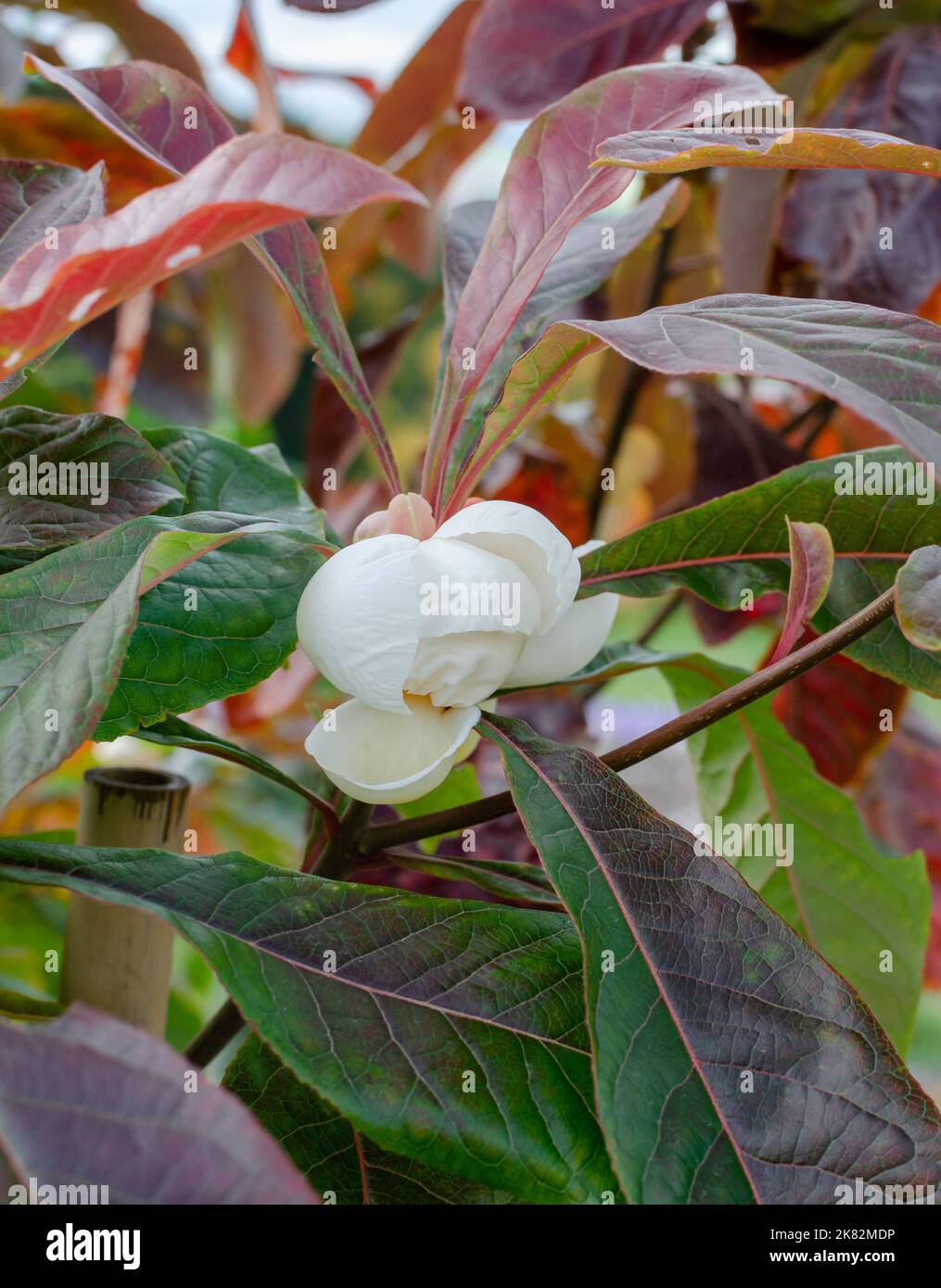 Franklinia alatamaha franklin tree hi-res stock photography and images ...