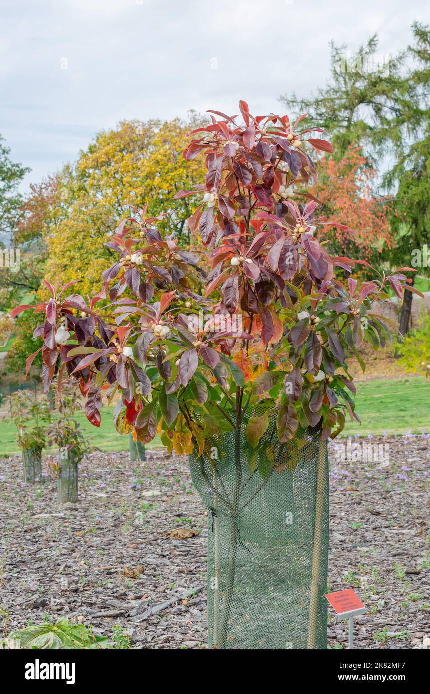 Franklinia alatamaha franklin tree hi-res stock photography and images ...
