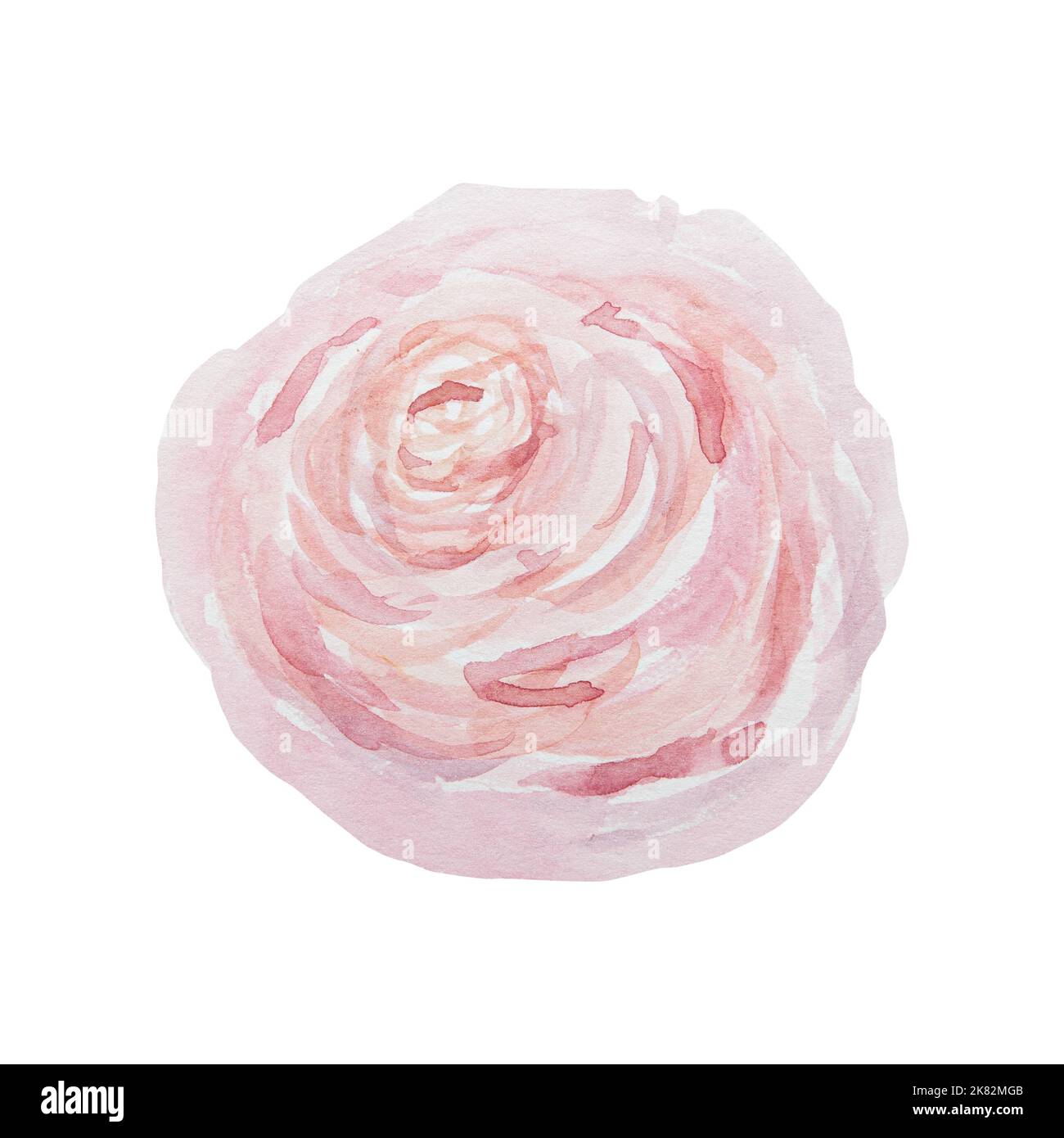 Watercolor hand drawn vintage pink rose isolated on white background ...