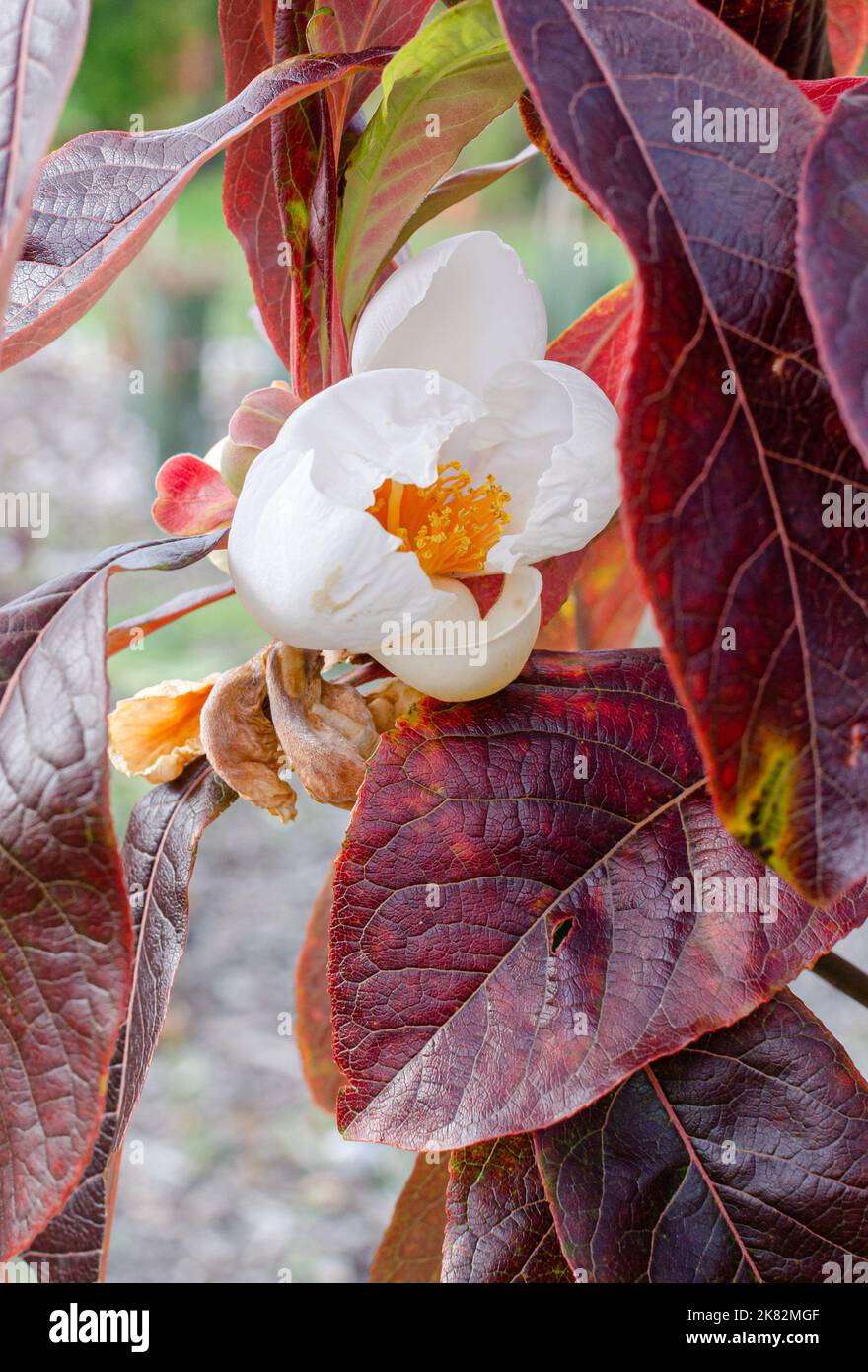 Franklin alatamaha hi-res stock photography and images - Alamy