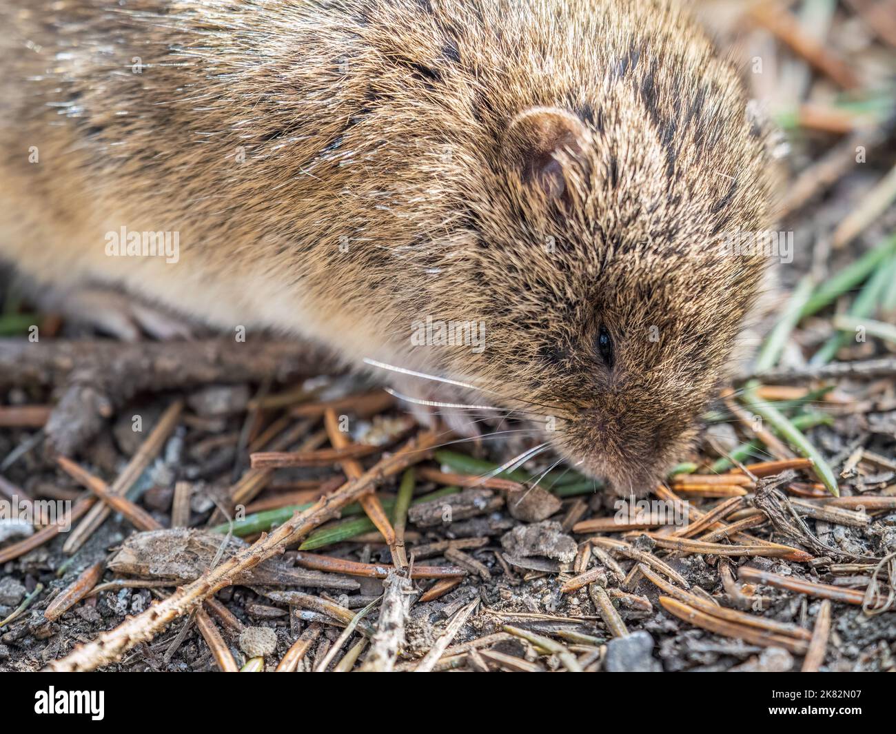 A closeup of a Common vole on the ground with a blurry background ...