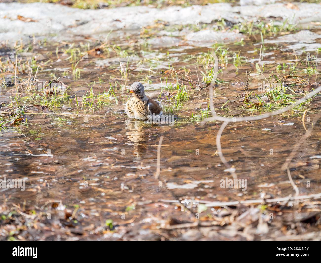 Thrush takes a bath in a puddle. The bird swims in the water. Fieldfare ...