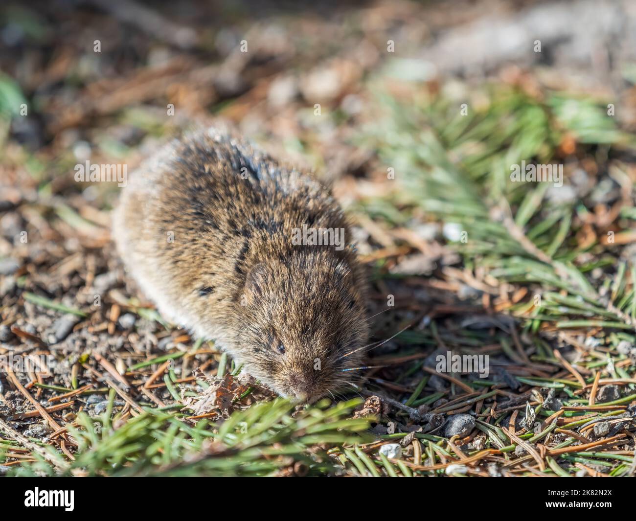 A closeup of a Common vole on the ground with a blurry background ...