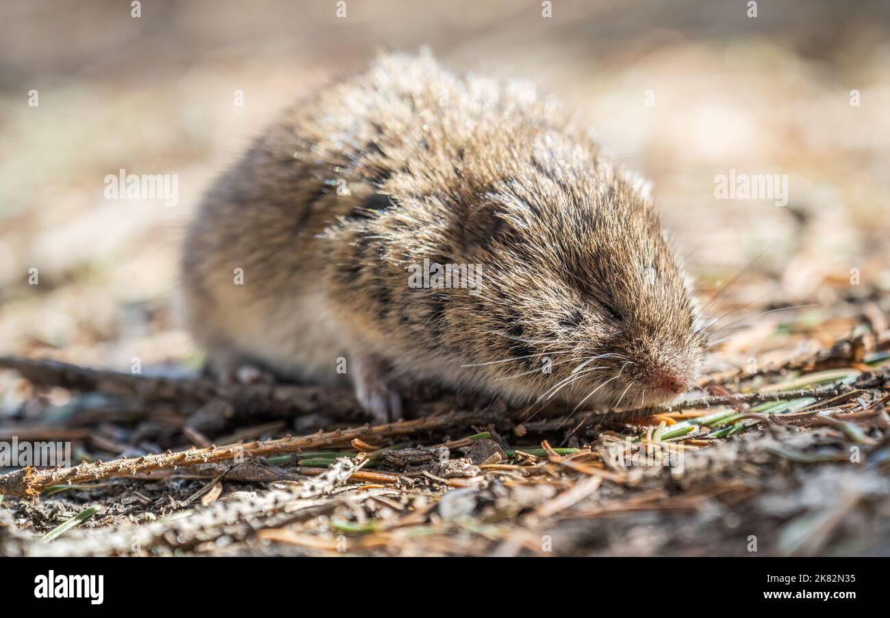 A closeup of a Common vole on the ground with a blurry background ...