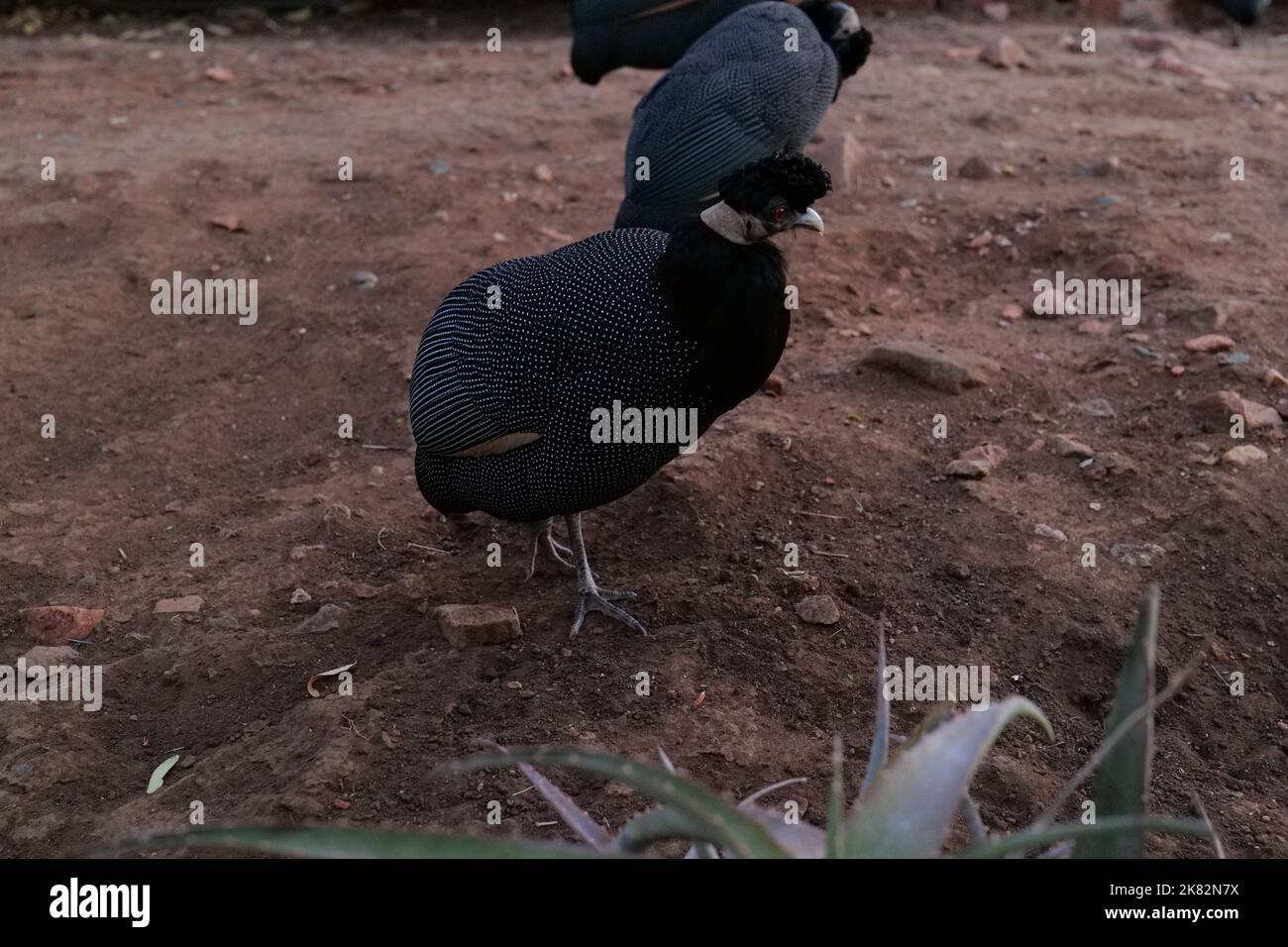 Punda maria hi-res stock photography and images - Alamy