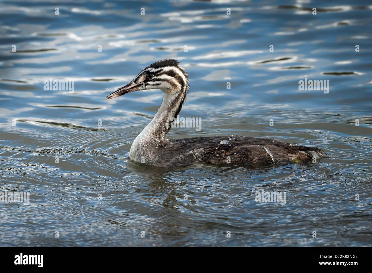 Juvenile Great Crested Grebe has a impressive crest on top of head when ...