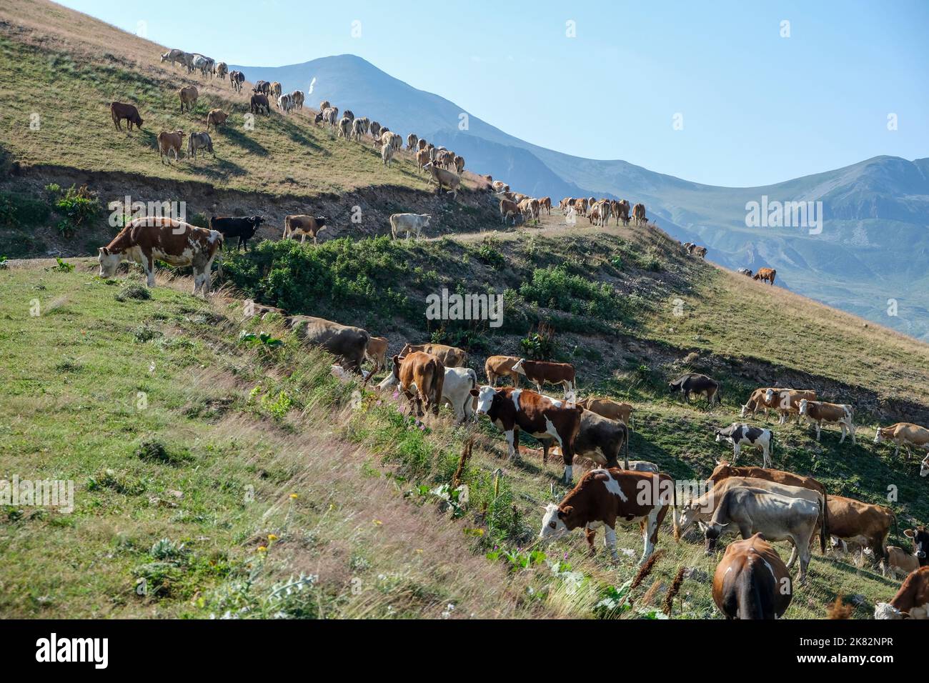 rangelands are important for livestock Stock Photo - Alamy