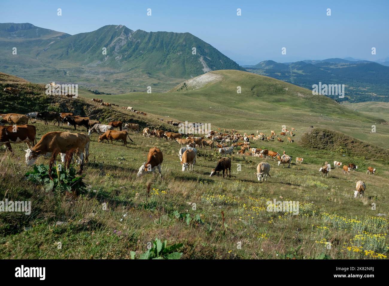 rangelands are important for livestock Stock Photo - Alamy