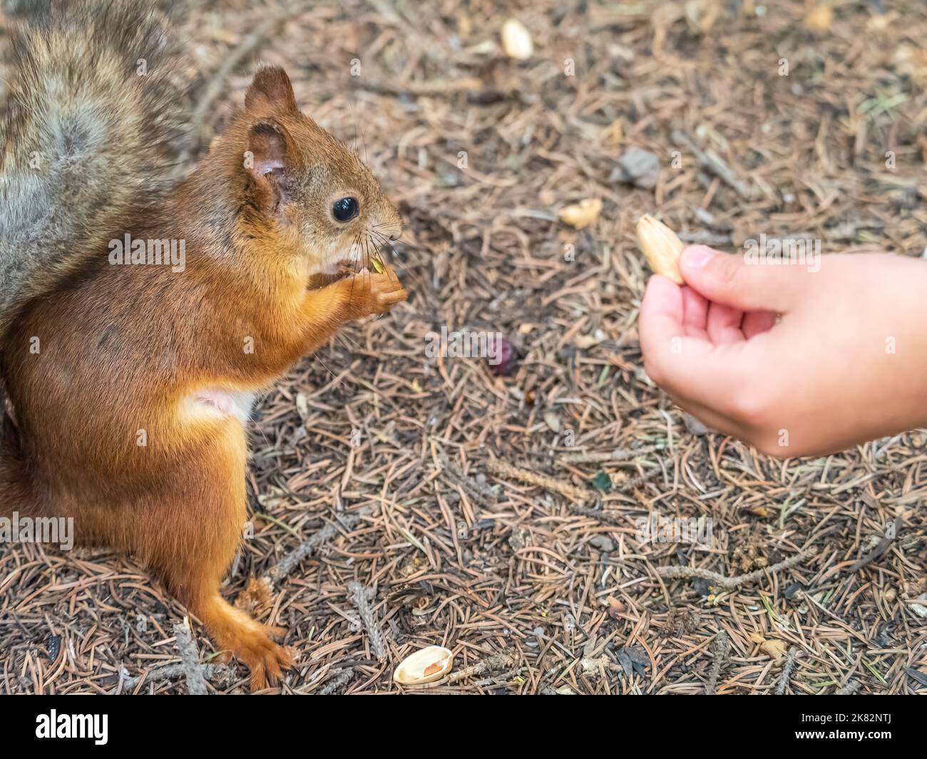 A squirrel in the spring or autumn eats nuts from a human hand ...