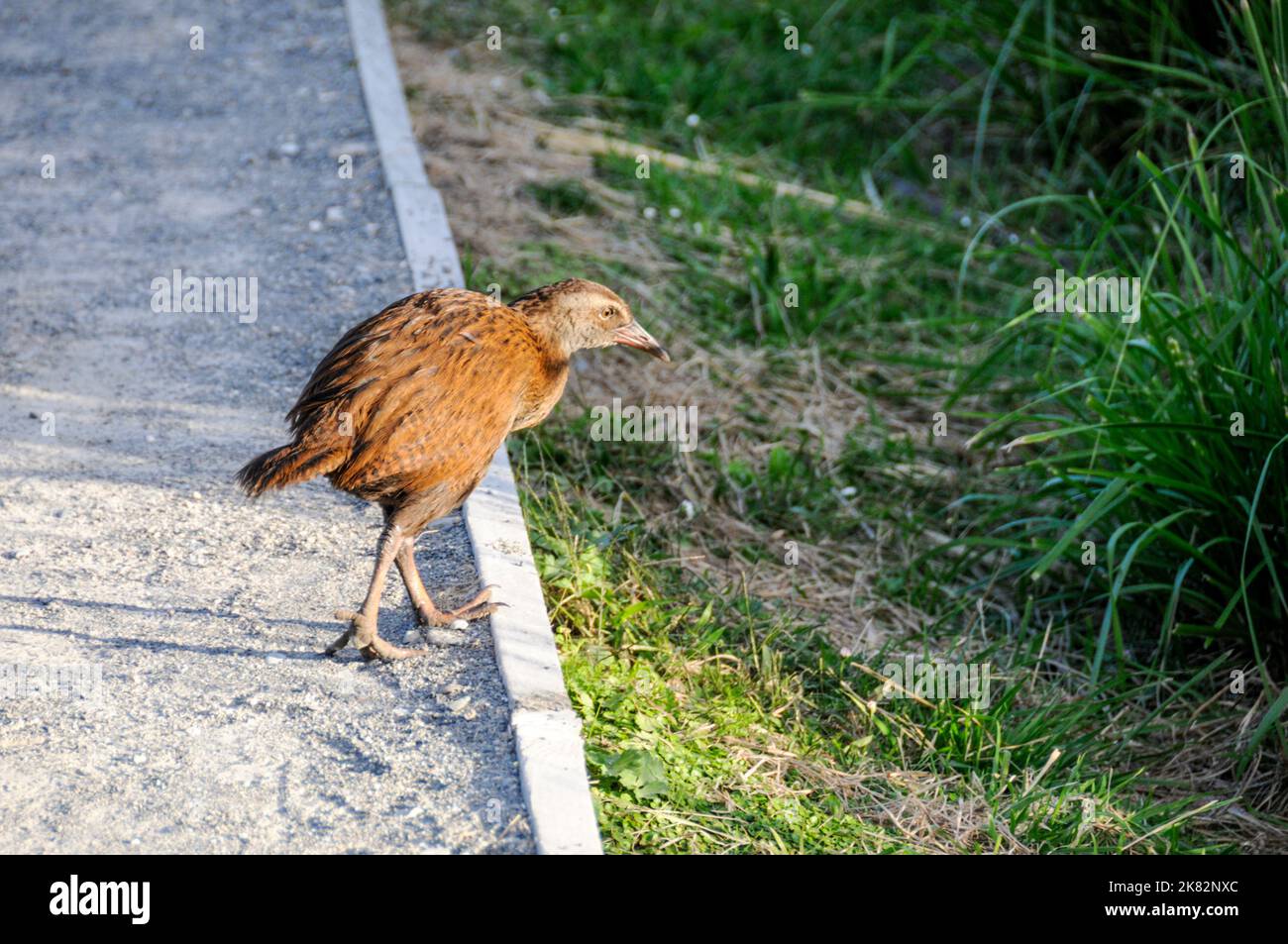 The weka, also known as the Māori hen or woodhen is a flightless bird ...