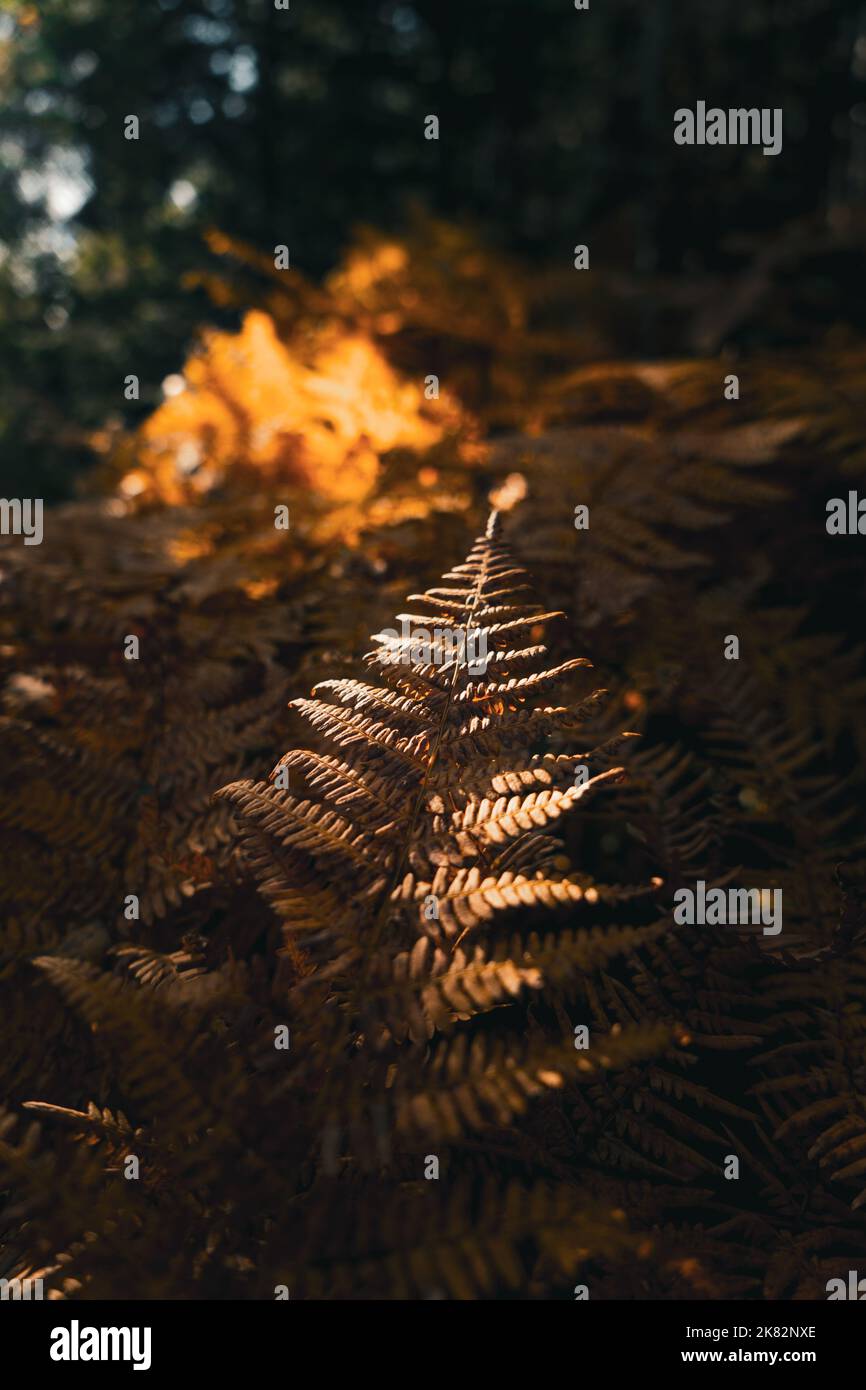 Gold fern hi-res stock photography and images - Alamy