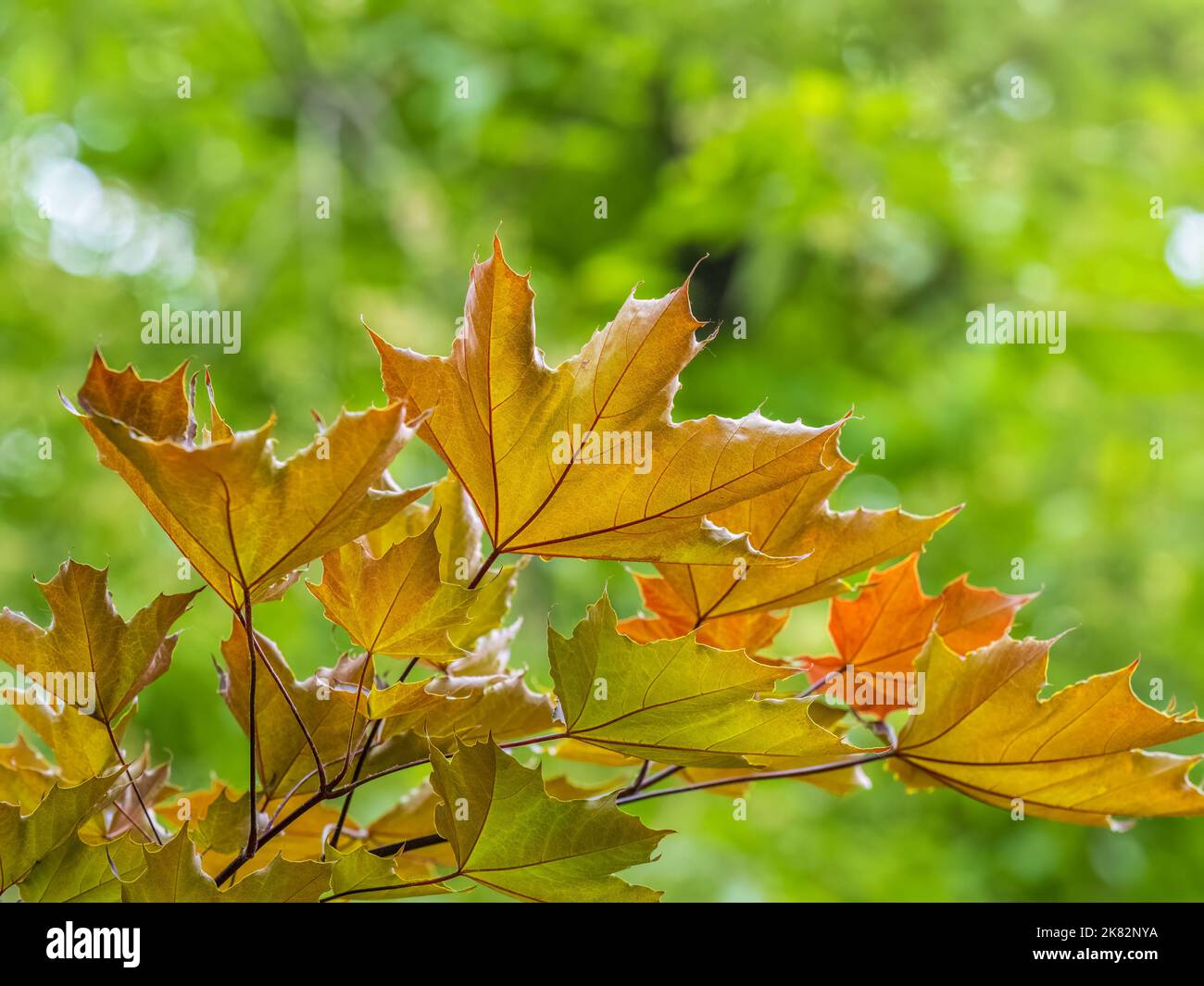 Tree branch with dark red leaves, Acer platanoides, the Norway maple ...
