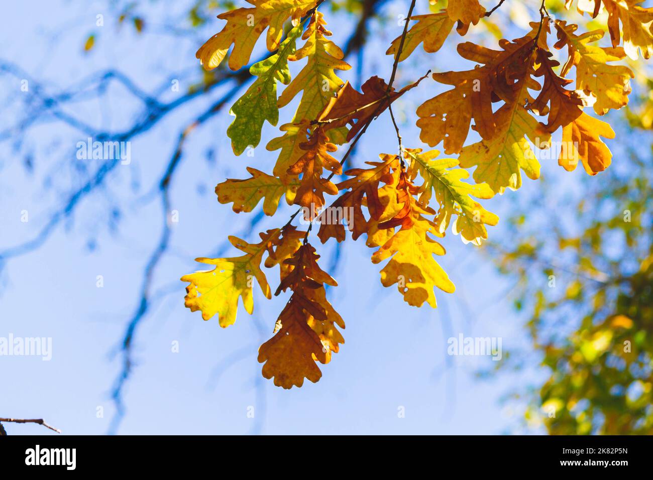 Tree glow hi-res stock photography and images - Alamy