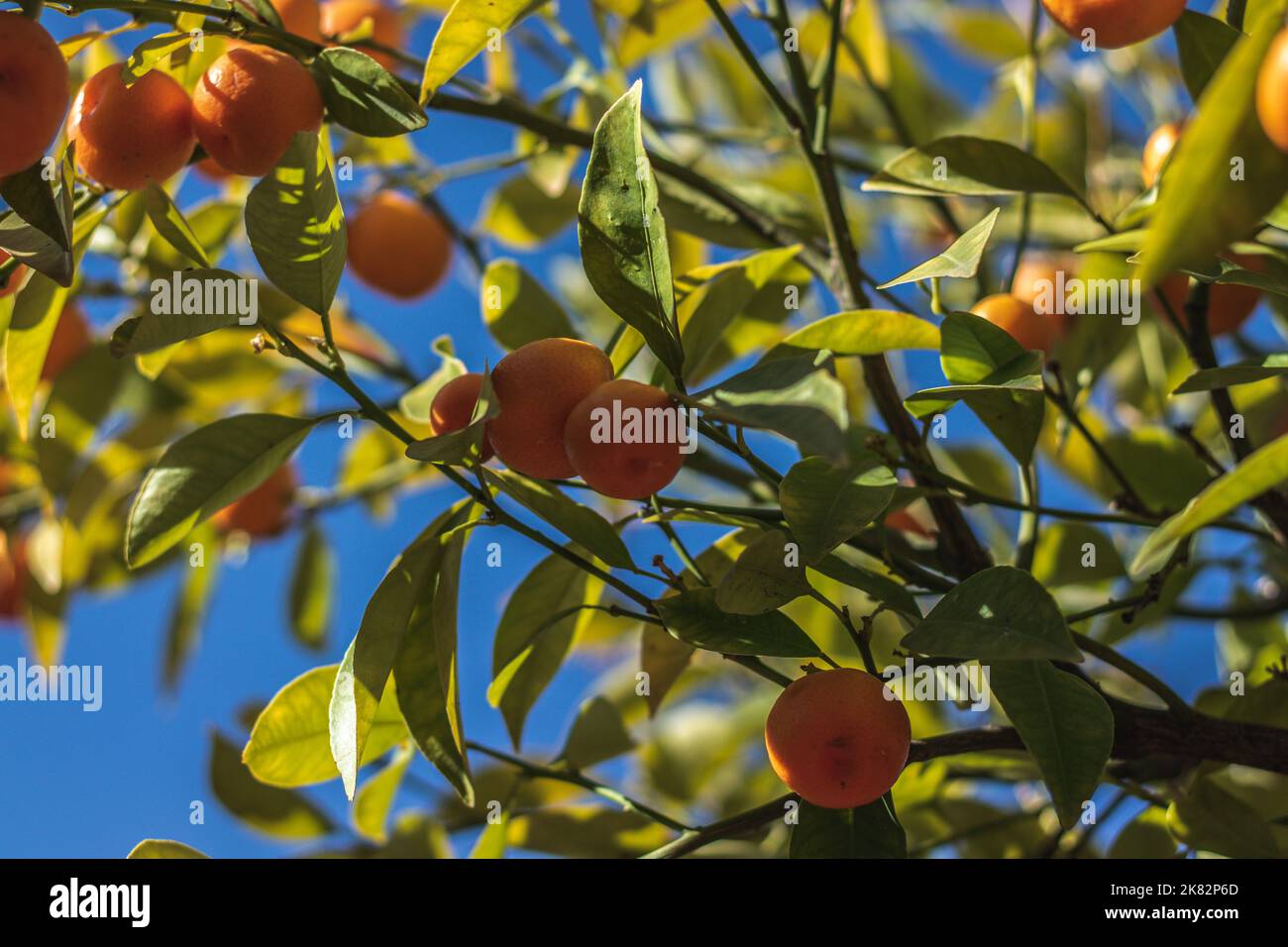 Mandarin tree with palm trees beautiful background Stock Photo - Alamy