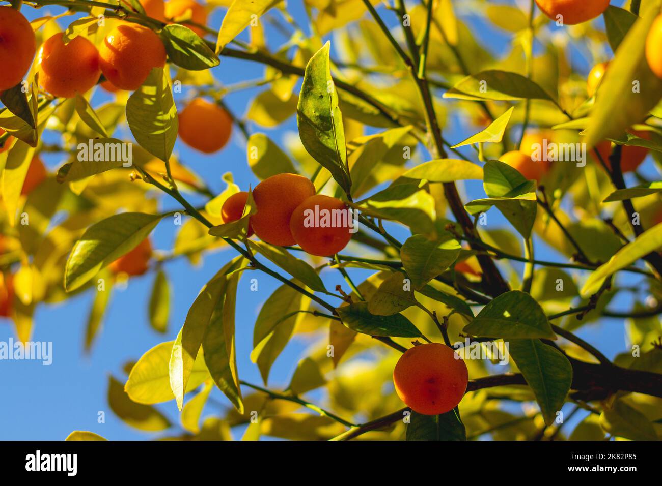 Mandarin tree with palm trees beautiful background Stock Photo - Alamy