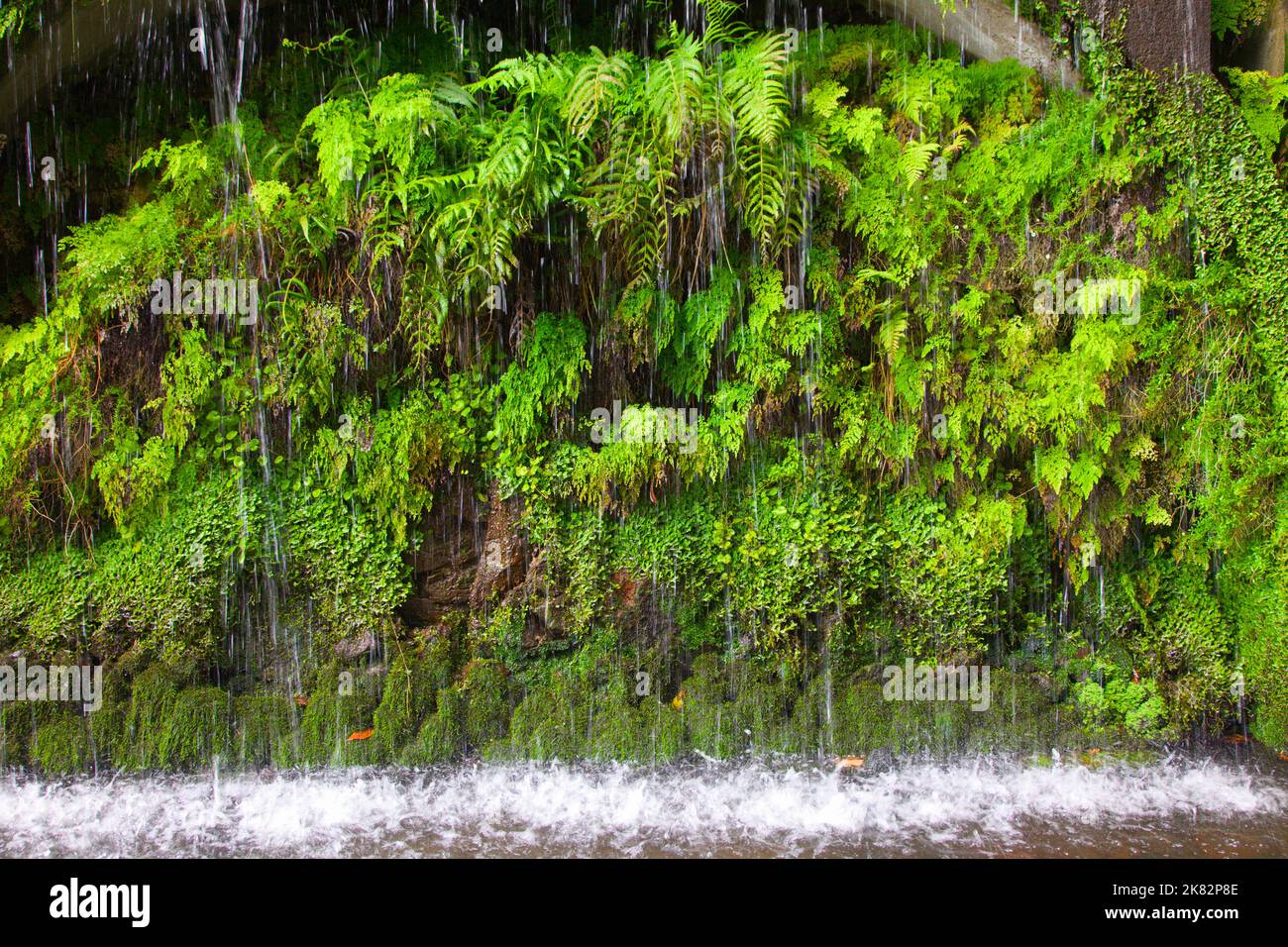 Portugal, Madeira, Monte Palace, tropical garden Stock Photo - Alamy