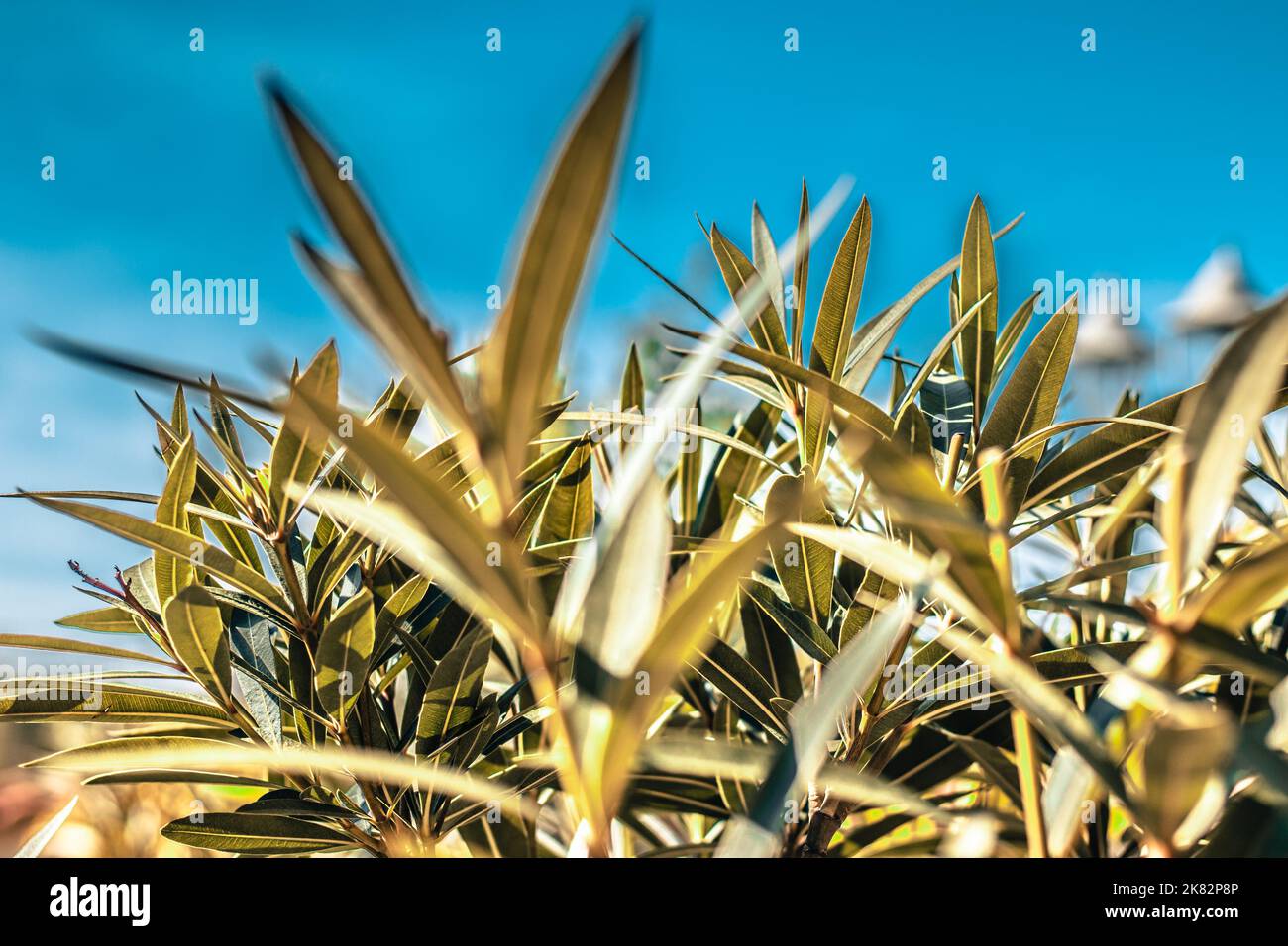 Mandarin tree with palm trees beautiful background Stock Photo - Alamy