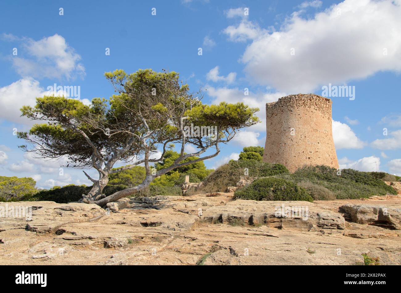 Old tower of Cala Pi in Mallorca with pine tree Stock Photo - Alamy