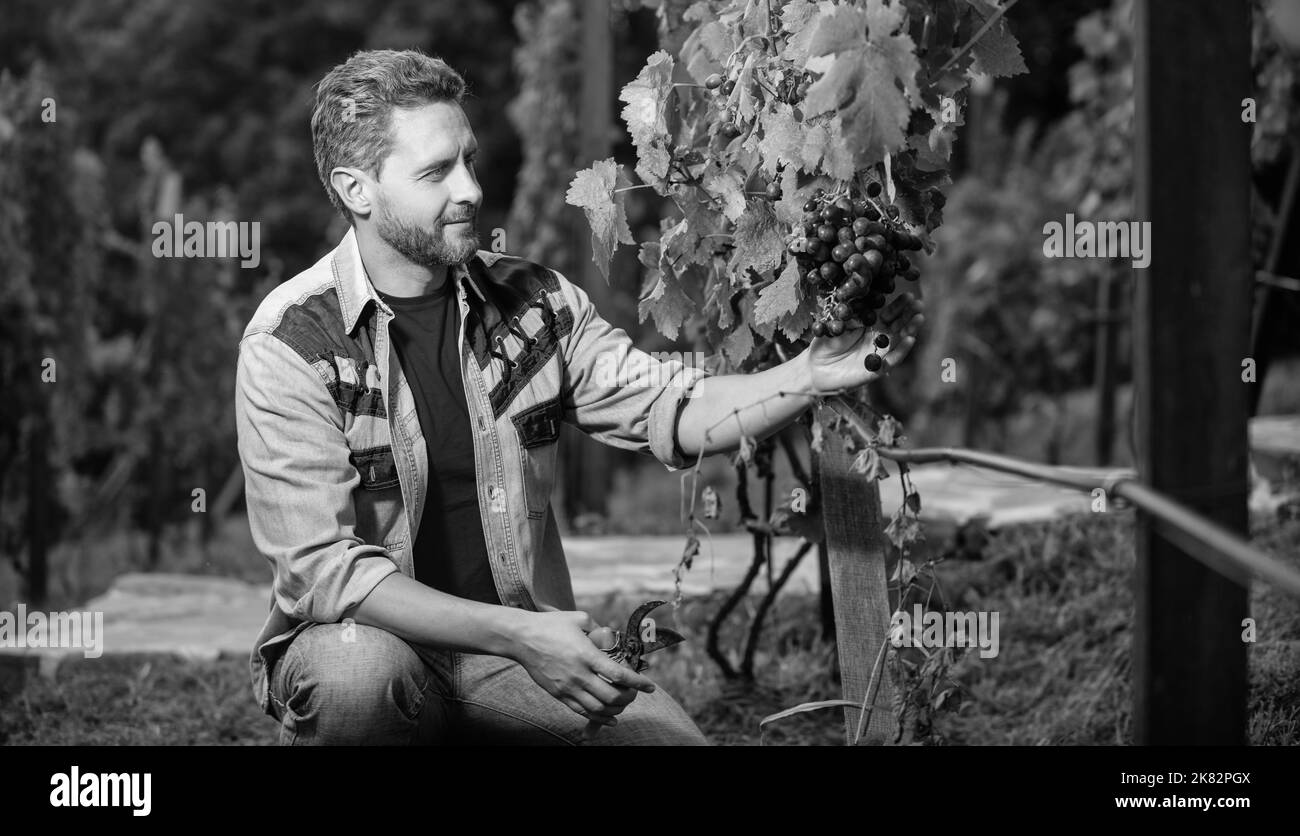 enologist with garden scissors. farmer cut grapevine. vinedresser cutting grapes bunch Stock ...