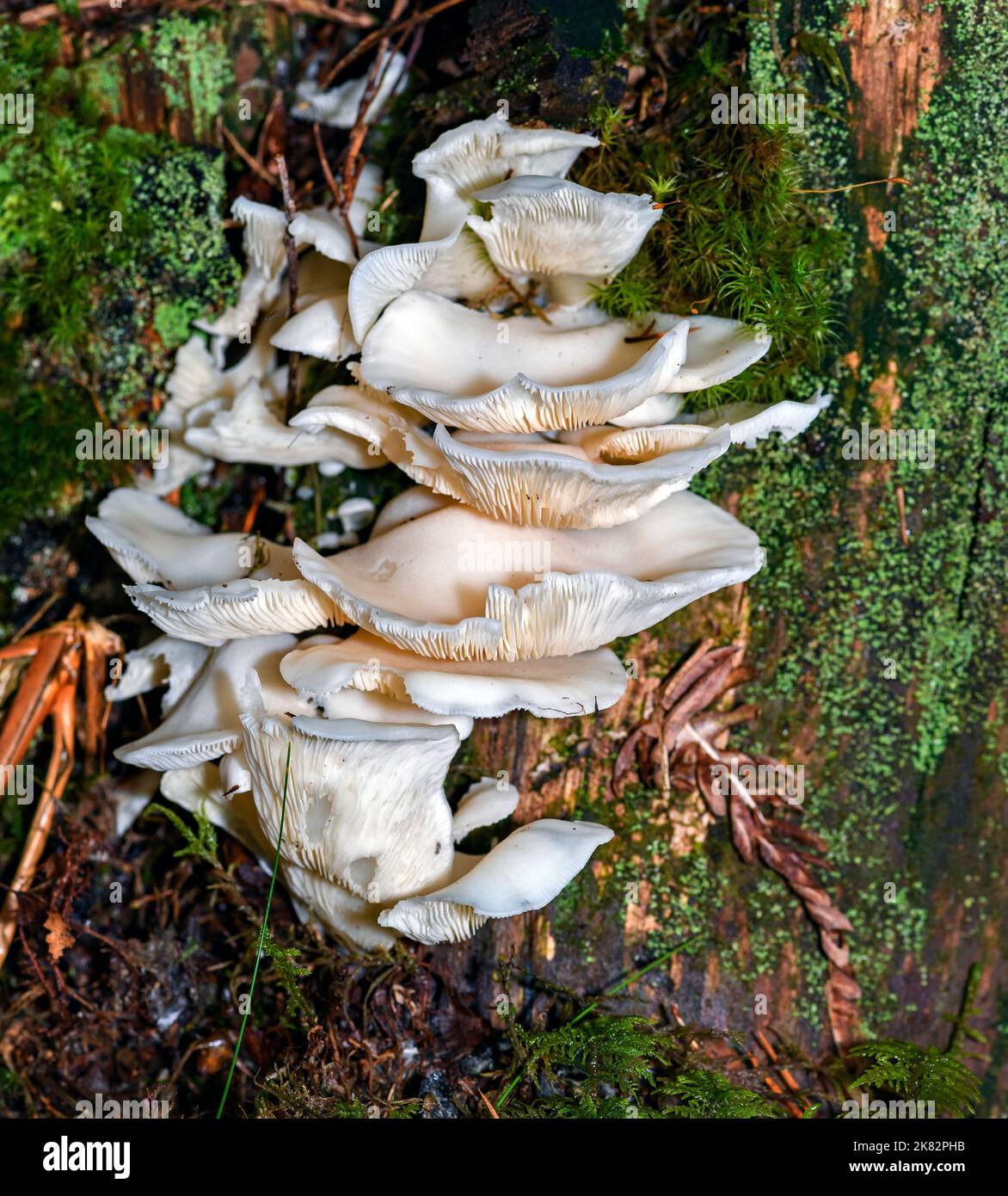 Angel wing mushrooms hi-res stock photography and images - Alamy