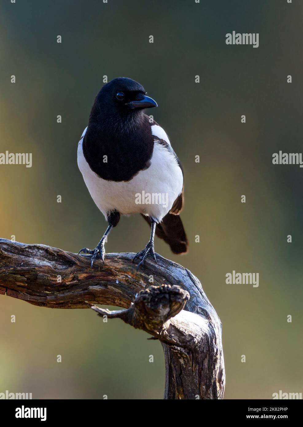 Common Magpie (Pica pica fennorum) from Marnadal, southern Norway in ...