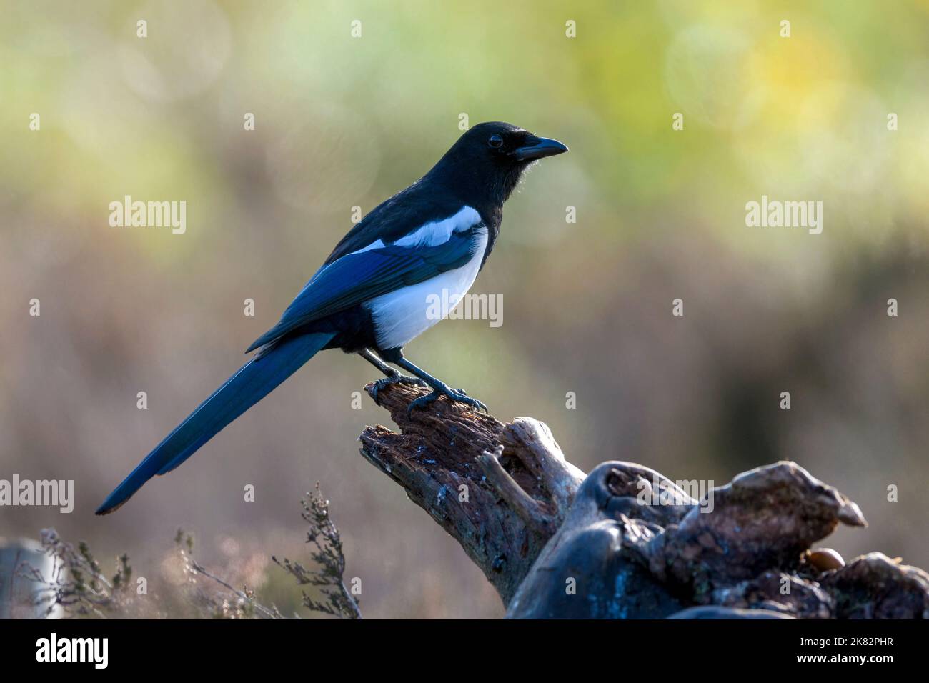 Common Magpie (Pica pica fennorum) from Marnadal, southern Norway in ...