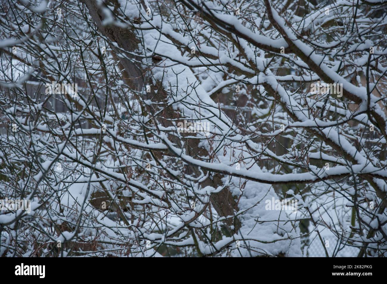London christmas trees hi-res stock photography and images - Alamy