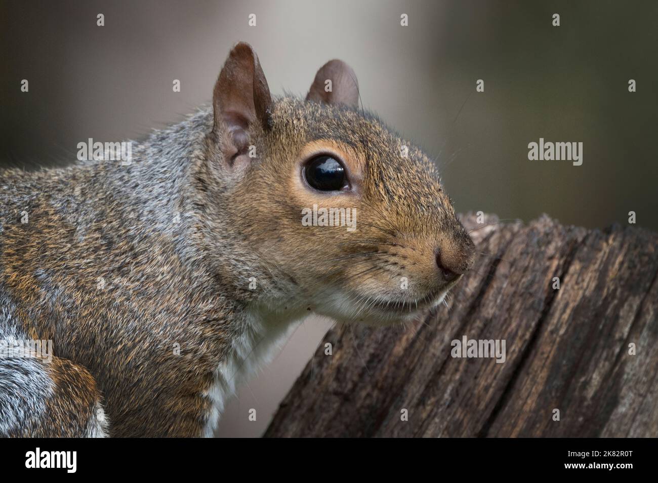 Grey Squirrel close up head shot has bright dark brown eyes Stock Photo - Alamy