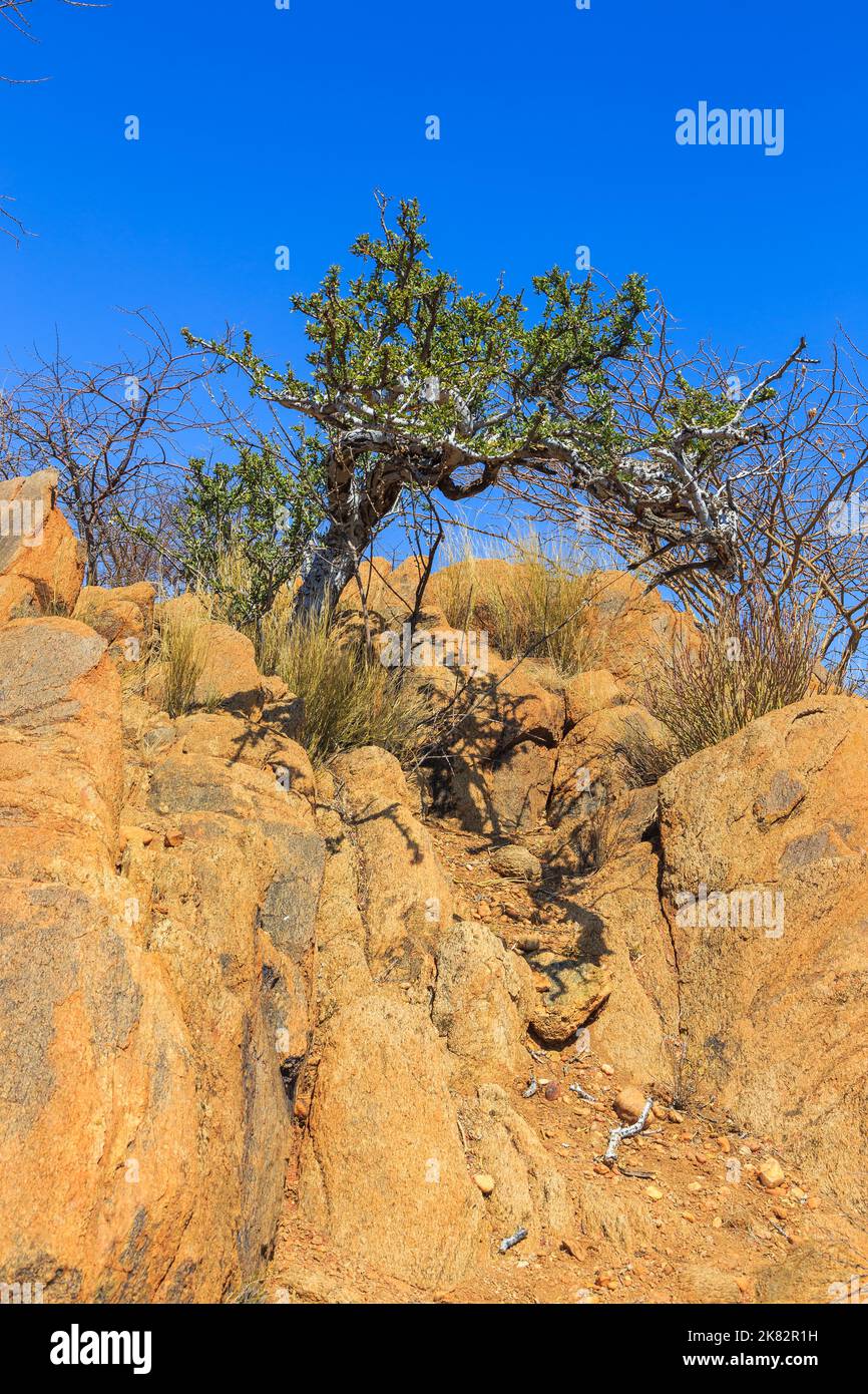 Namibian landscape. African savannah during a hot day. Oanob, Namibia ...