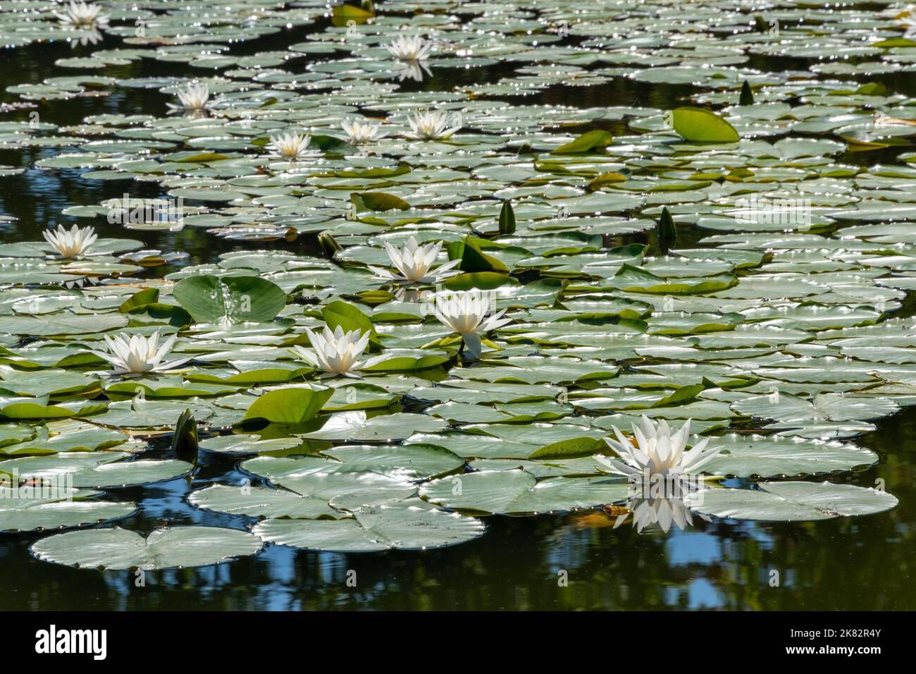 Beautiful white lotuses or water lily flowers blooming on pond in ...