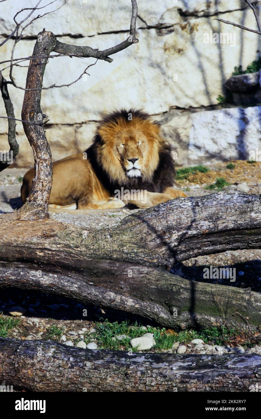 Wild animals in captivity, lion, Tete d'Or park, Lyon, France, 1996 ...