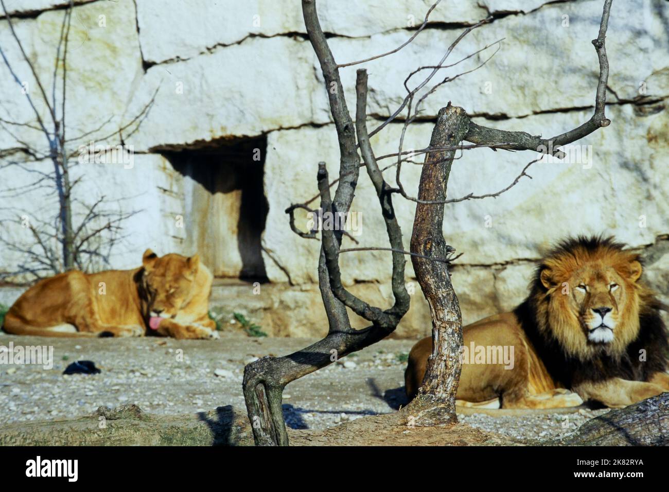 Wold animals in captivity, lions, Tete d'Or park, Lyon, France, 1996 ...